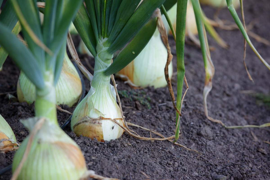 Understanding the Two Growth Phases in Onions: Vegetative and Bulbing ...